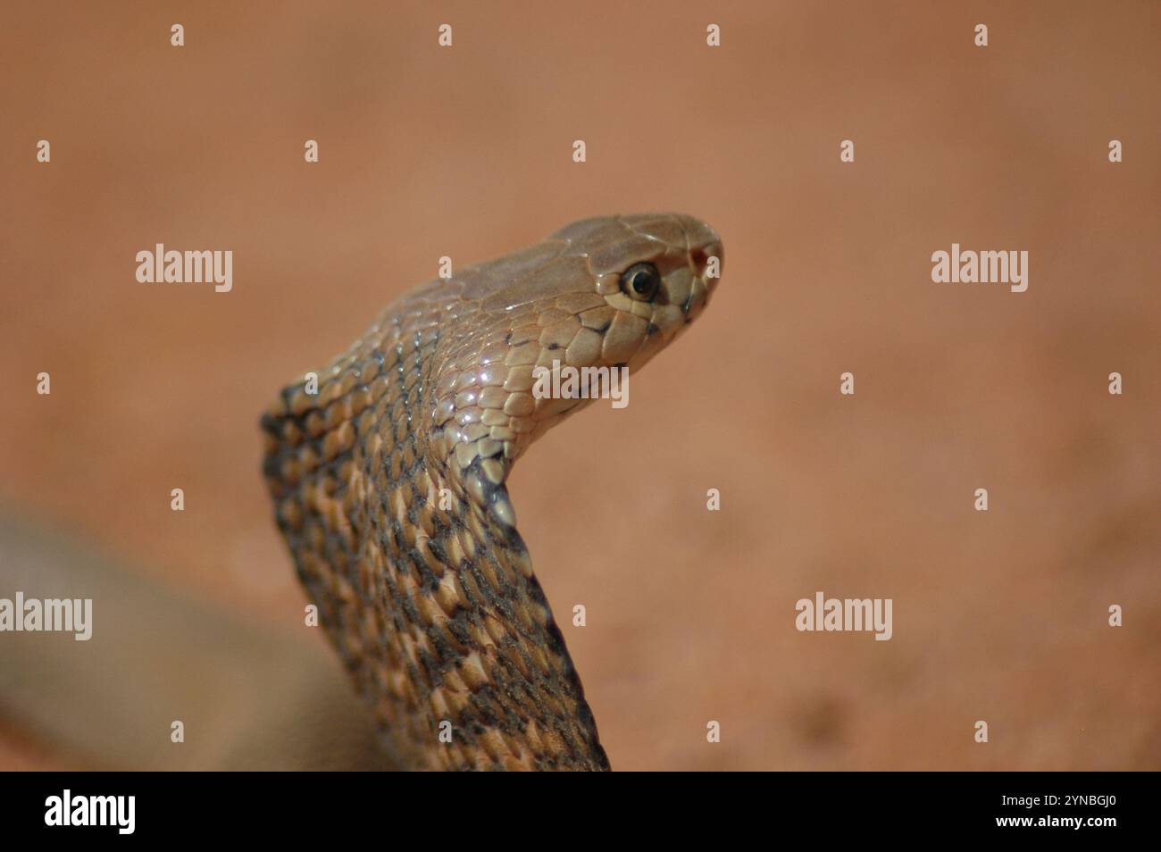 Mozambique cobra hi-res stock photography and images - Alamy