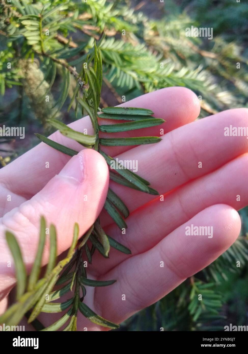 Pacific yew (Taxus brevifolia Stock Photo - Alamy