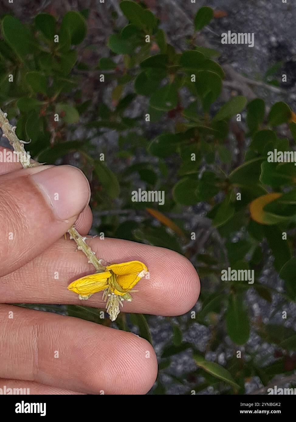 Necklace pod (Sophora tomentosa Stock Photo - Alamy