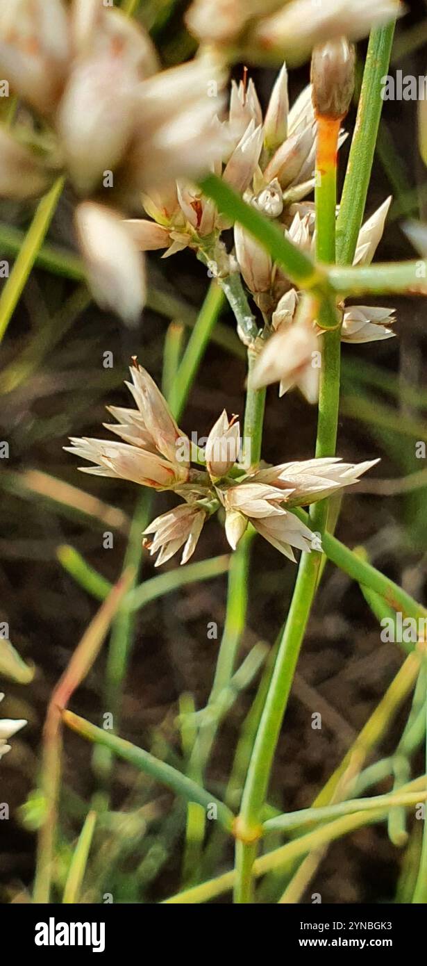 Polycarpaea hi-res stock photography and images - Alamy