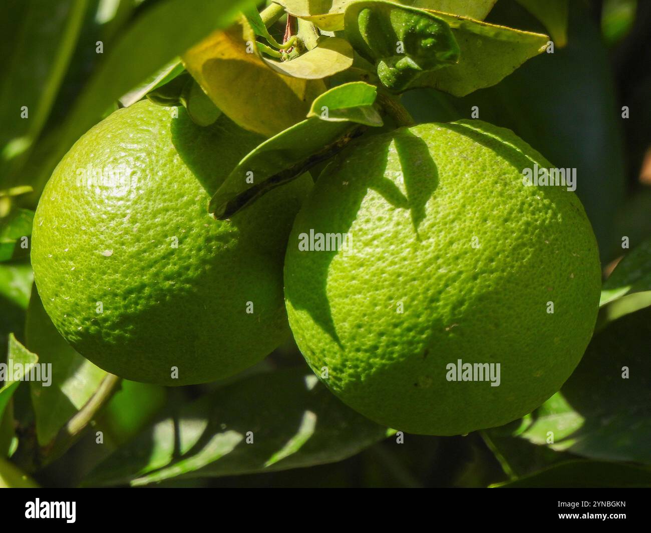 Green leaves tangerine tree hi-res stock photography and images - Alamy
