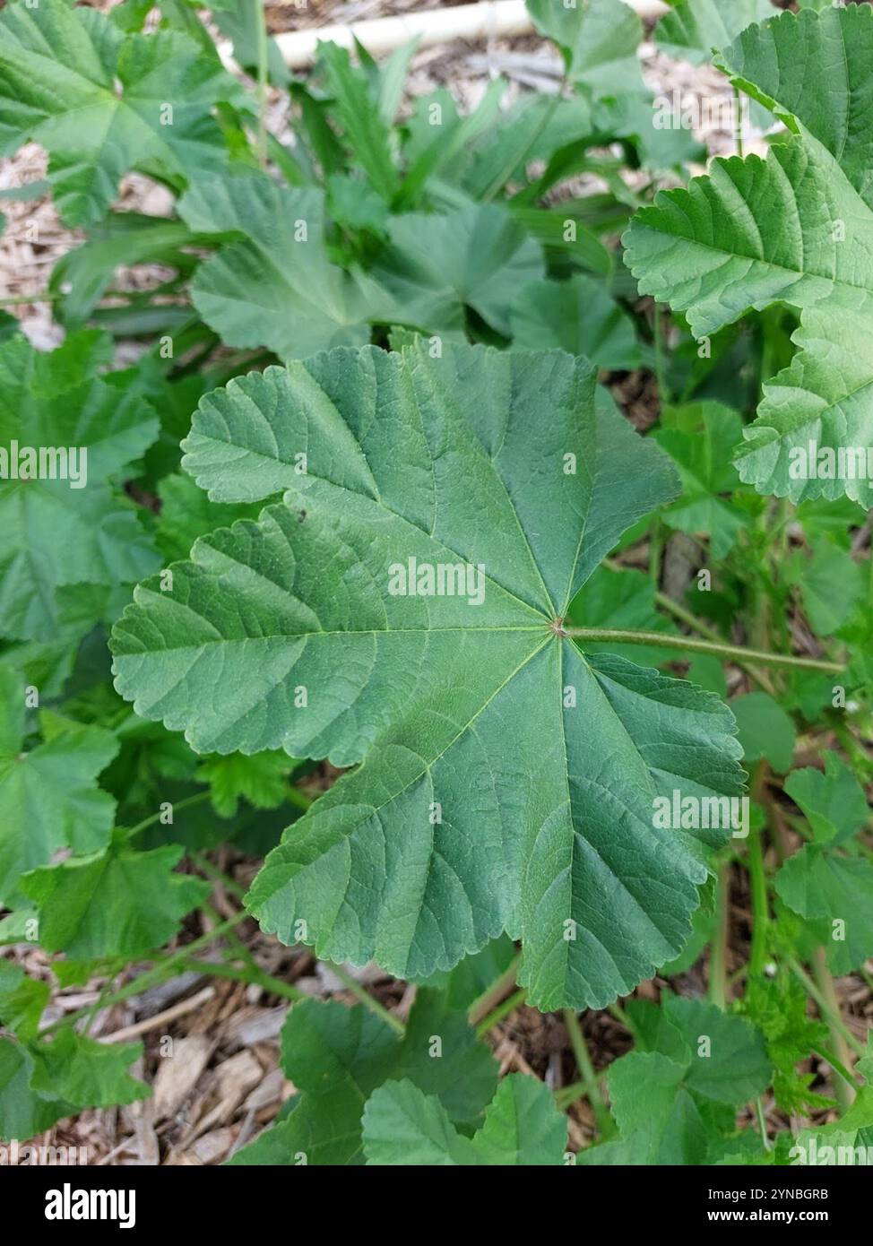 cheeseweed mallow (Malva parviflora Stock Photo - Alamy
