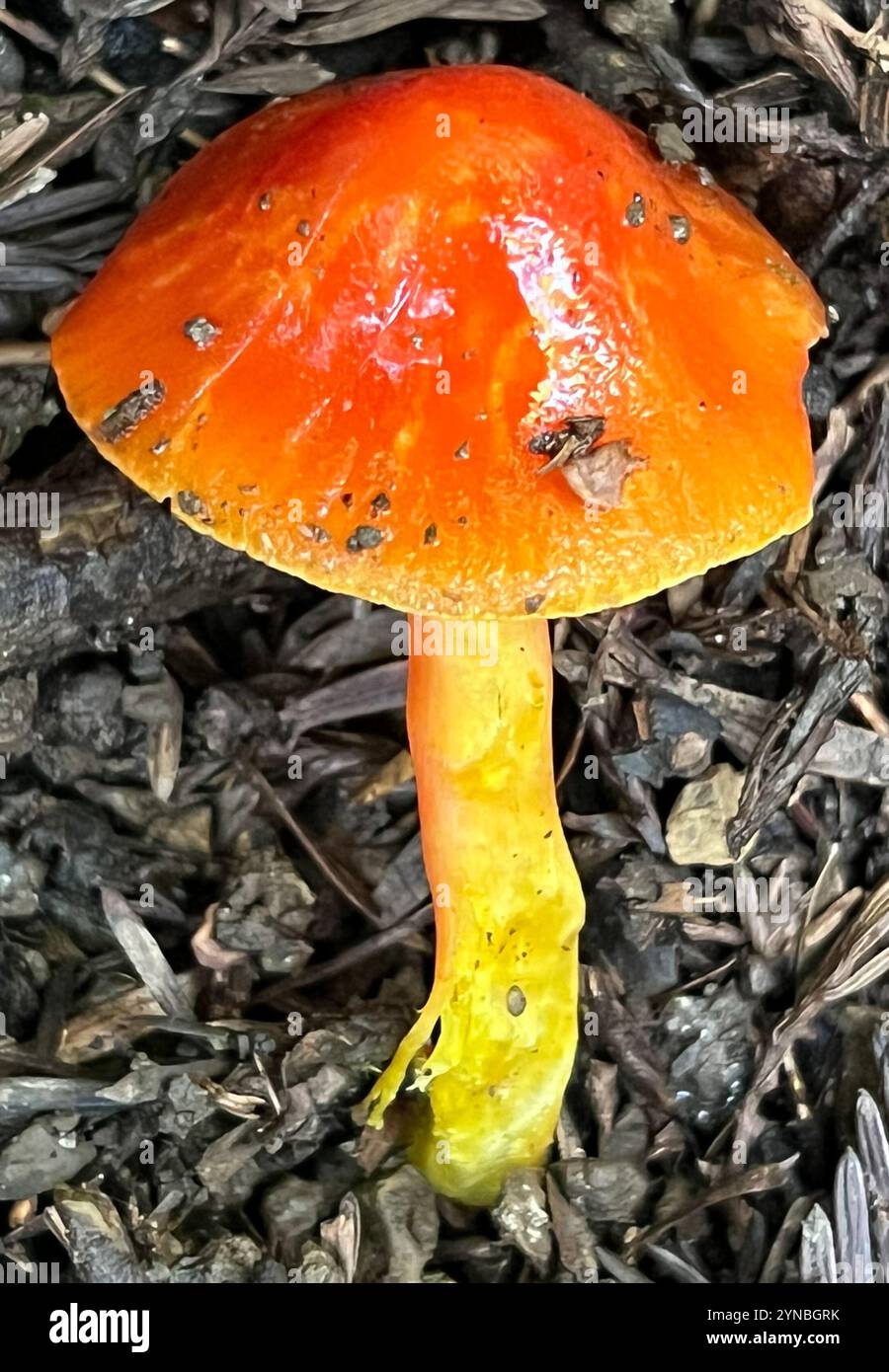 Scarlet Waxy Cap (Hygrocybe coccinea Stock Photo - Alamy