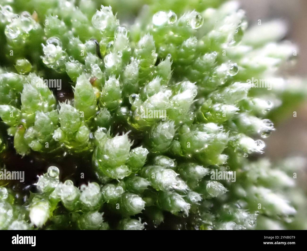 Silvery bryum hi-res stock photography and images - Alamy