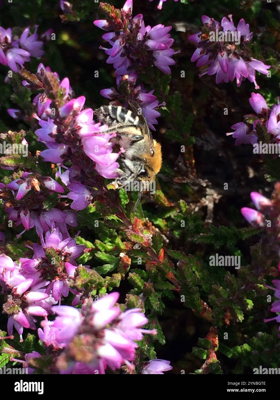 Colletes succinctus bee hi-res stock photography and images - Alamy