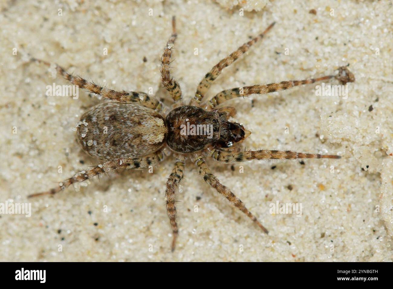 Bear Spiders (Arctosa Stock Photo - Alamy