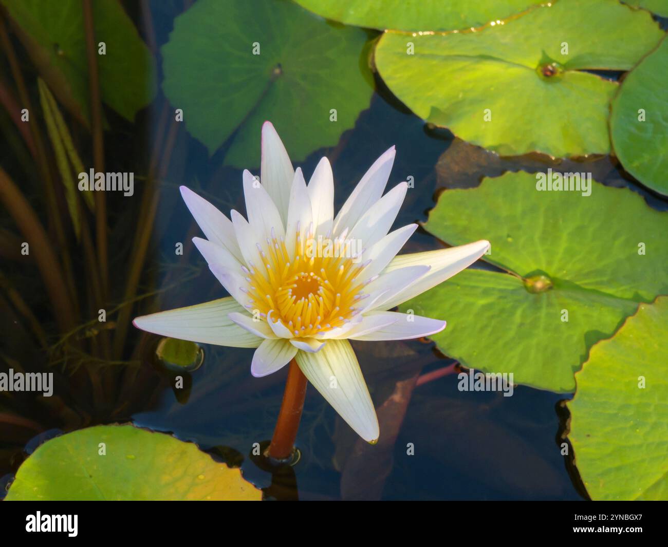 Mauve and white lily hi-res stock photography and images - Alamy