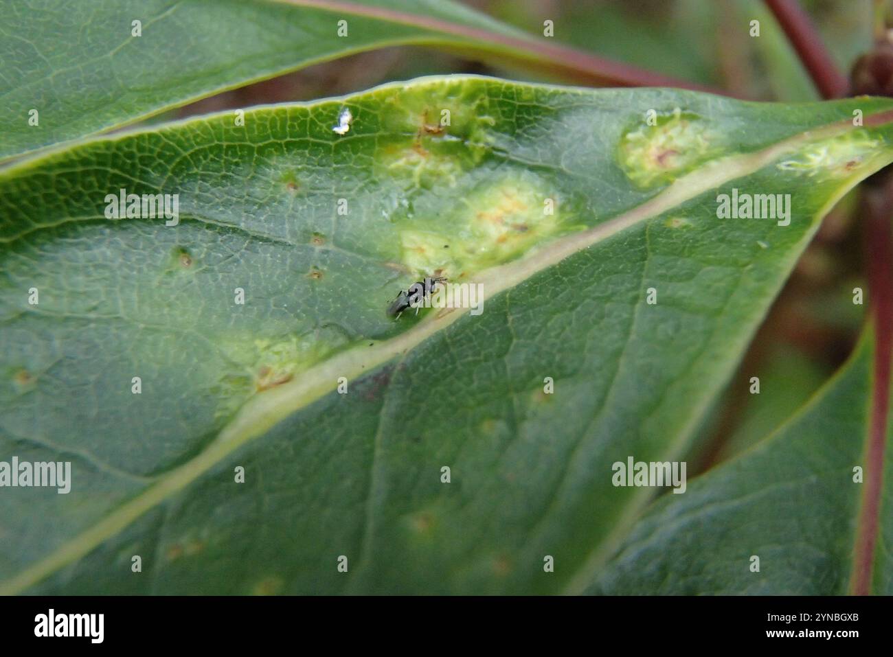 Ants, Bees, Wasps, and Sawflies (Hymenoptera Stock Photo - Alamy