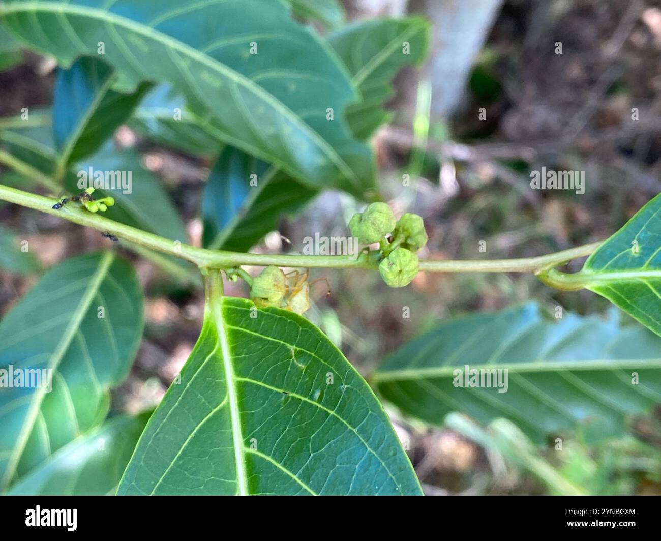 Umbrella cheese tree hi-res stock photography and images - Alamy