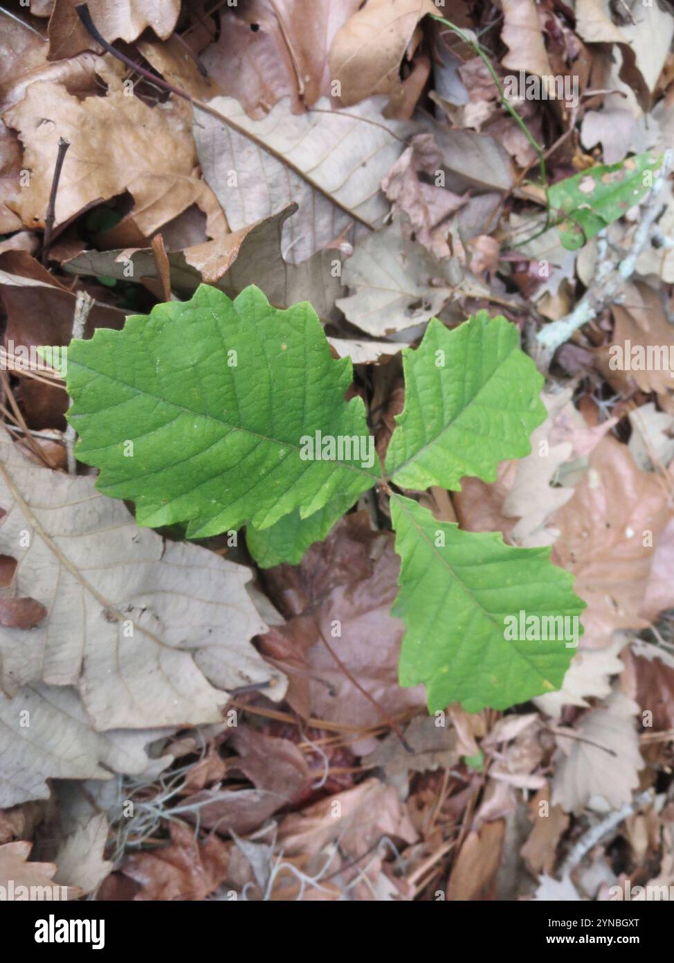 Swamp chestnut oak quercus michauxii hi-res stock photography and ...