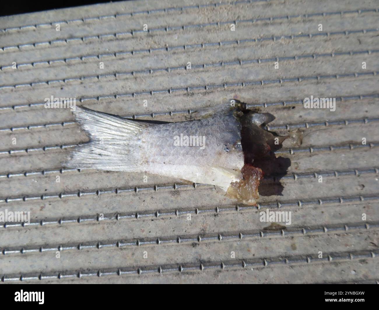 Mugiliformes hi-res stock photography and images - Alamy