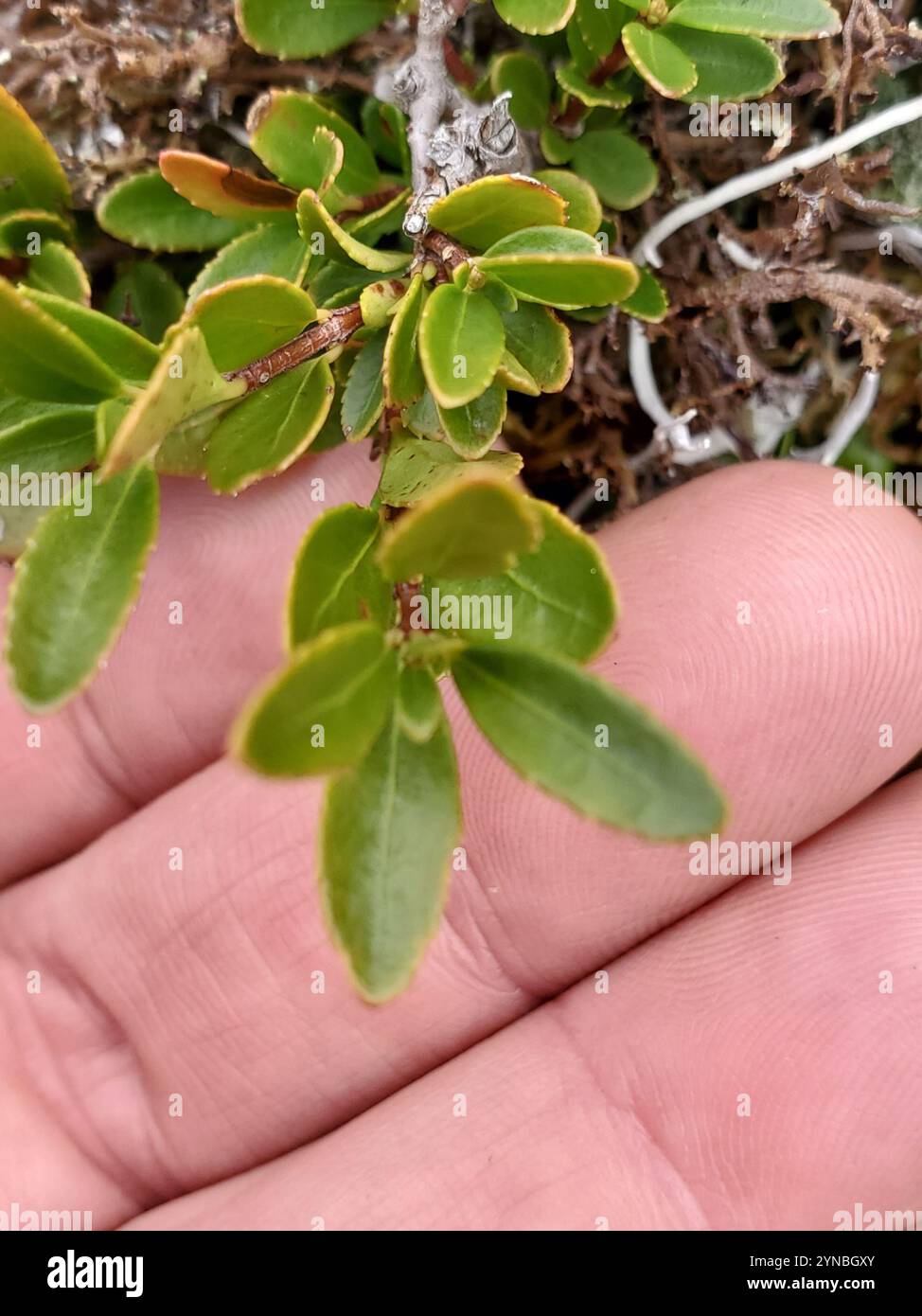 Oregon Boxwood (Paxistima myrsinites Stock Photo - Alamy