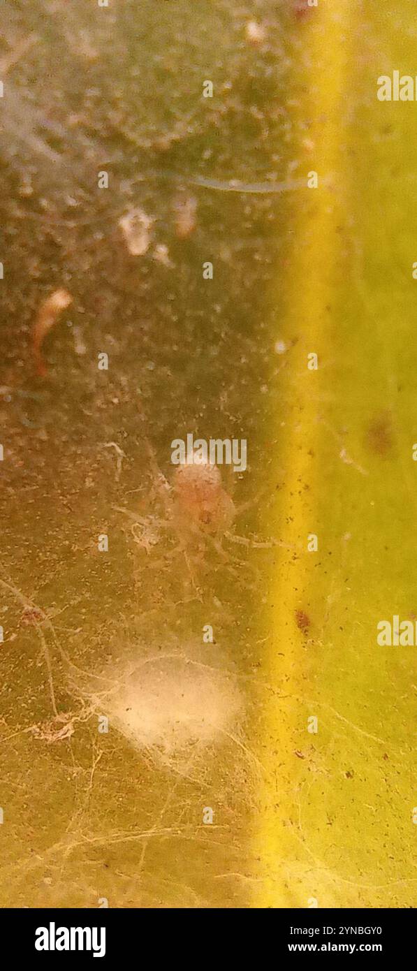 Wall Spiders (Oecobius Stock Photo - Alamy