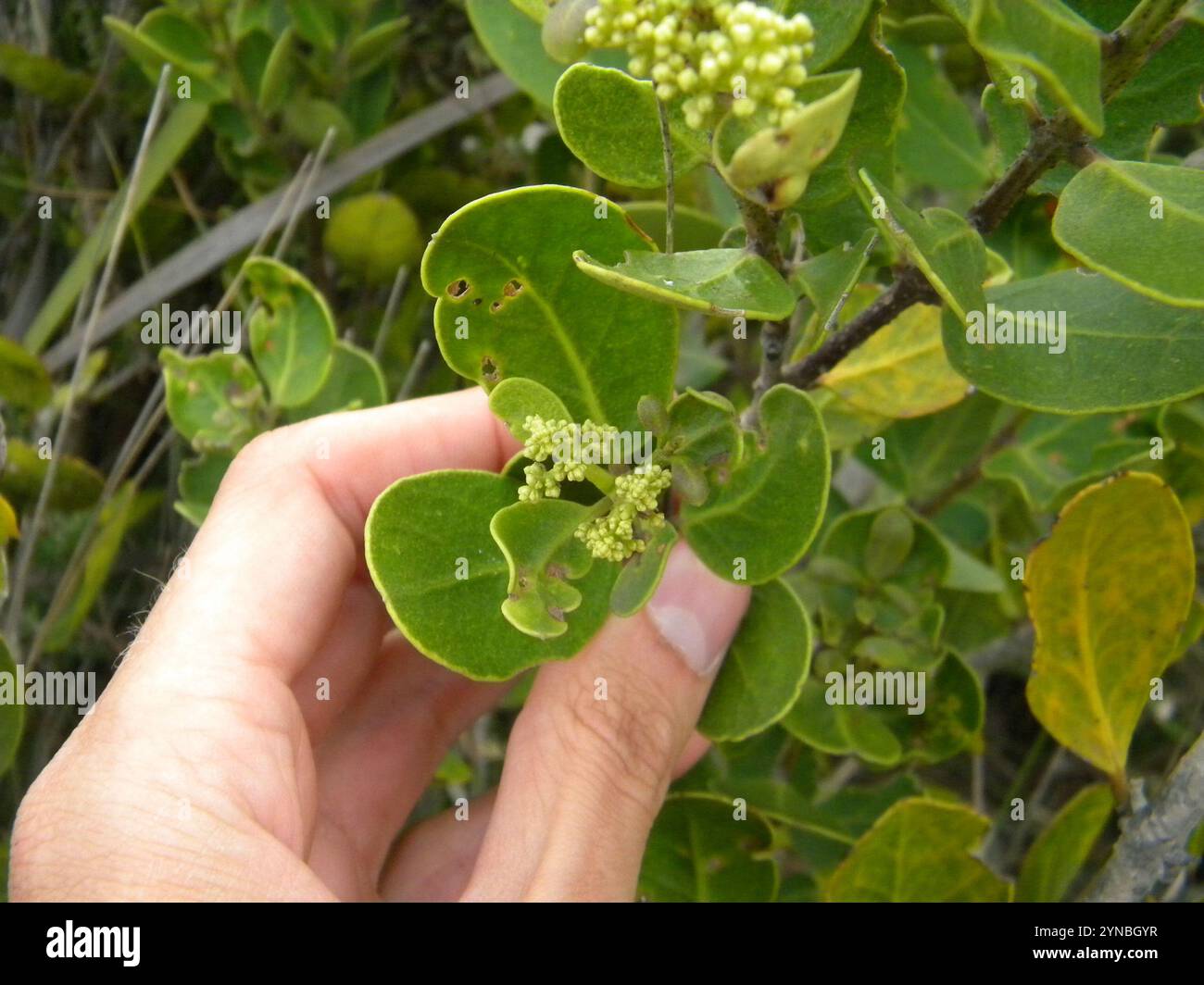 Black Ironwood (Olea capensis Stock Photo - Alamy