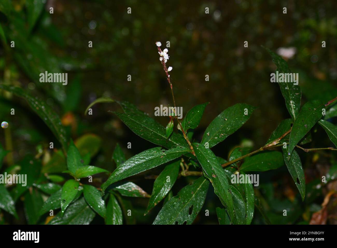 swamp smartweed (Persicaria hydropiperoides Stock Photo - Alamy