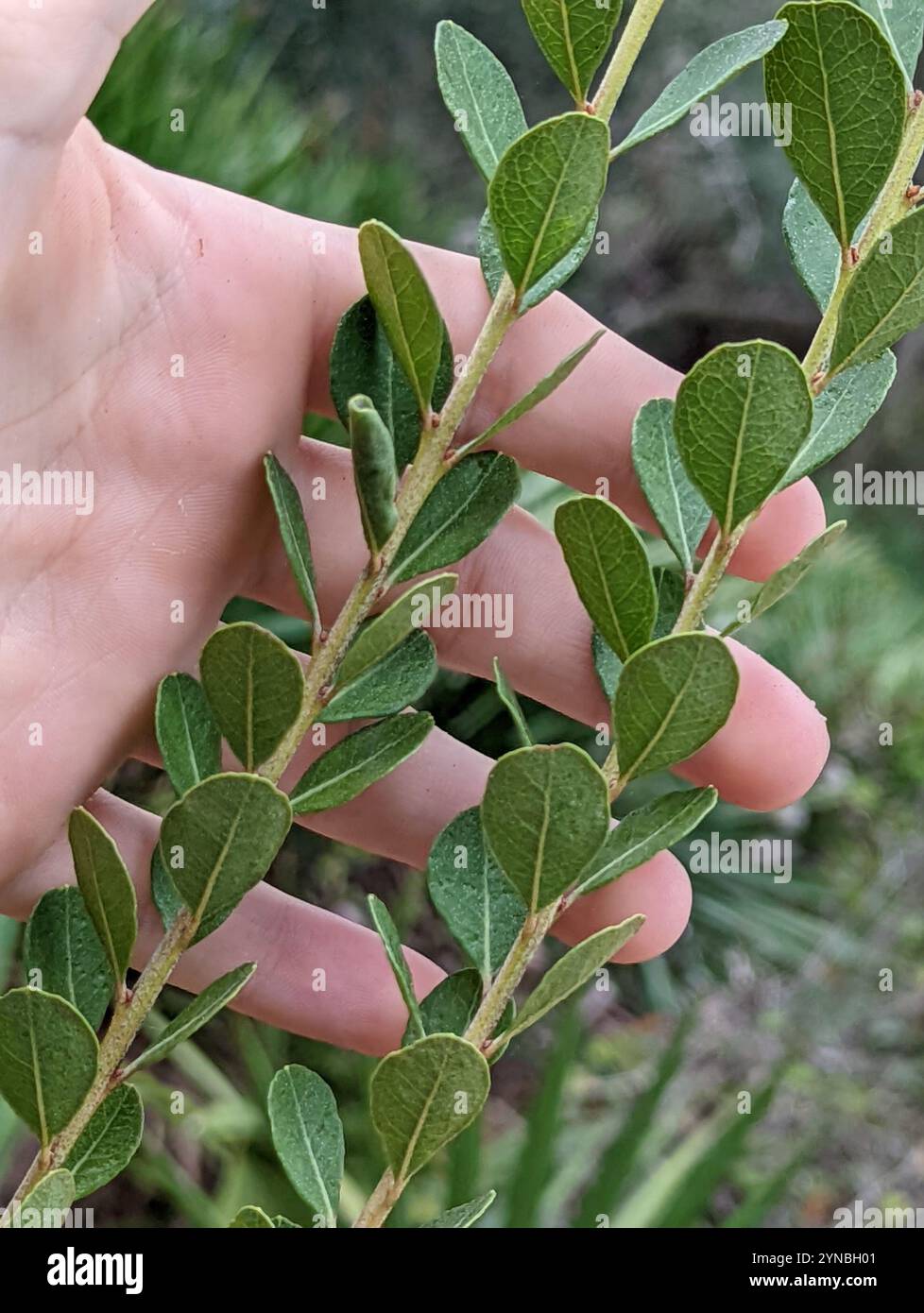 coastal plain staggerbush (Lyonia fruticosa Stock Photo - Alamy