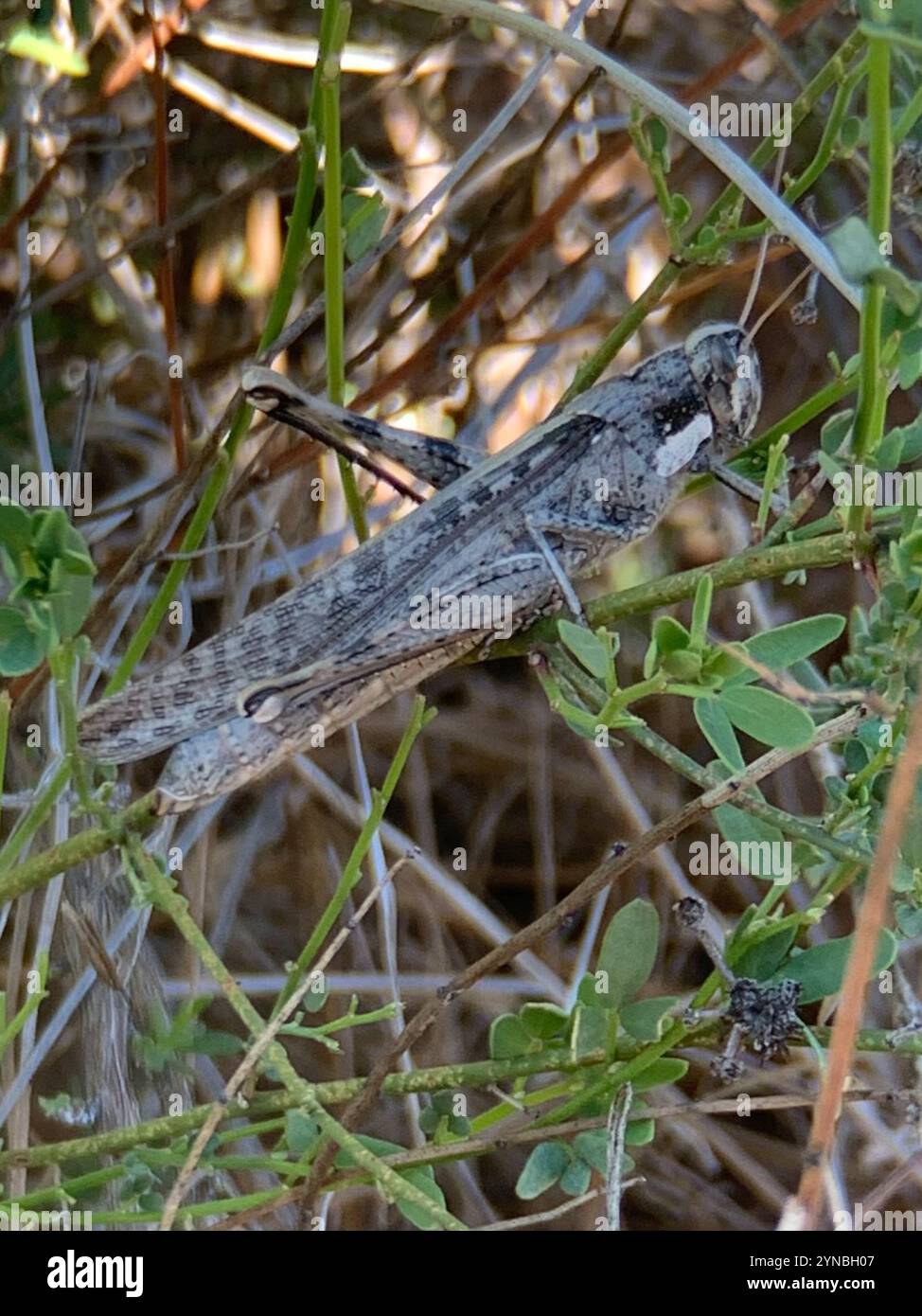 Gray Bird Grasshopper (Schistocerca nitens Stock Photo - Alamy