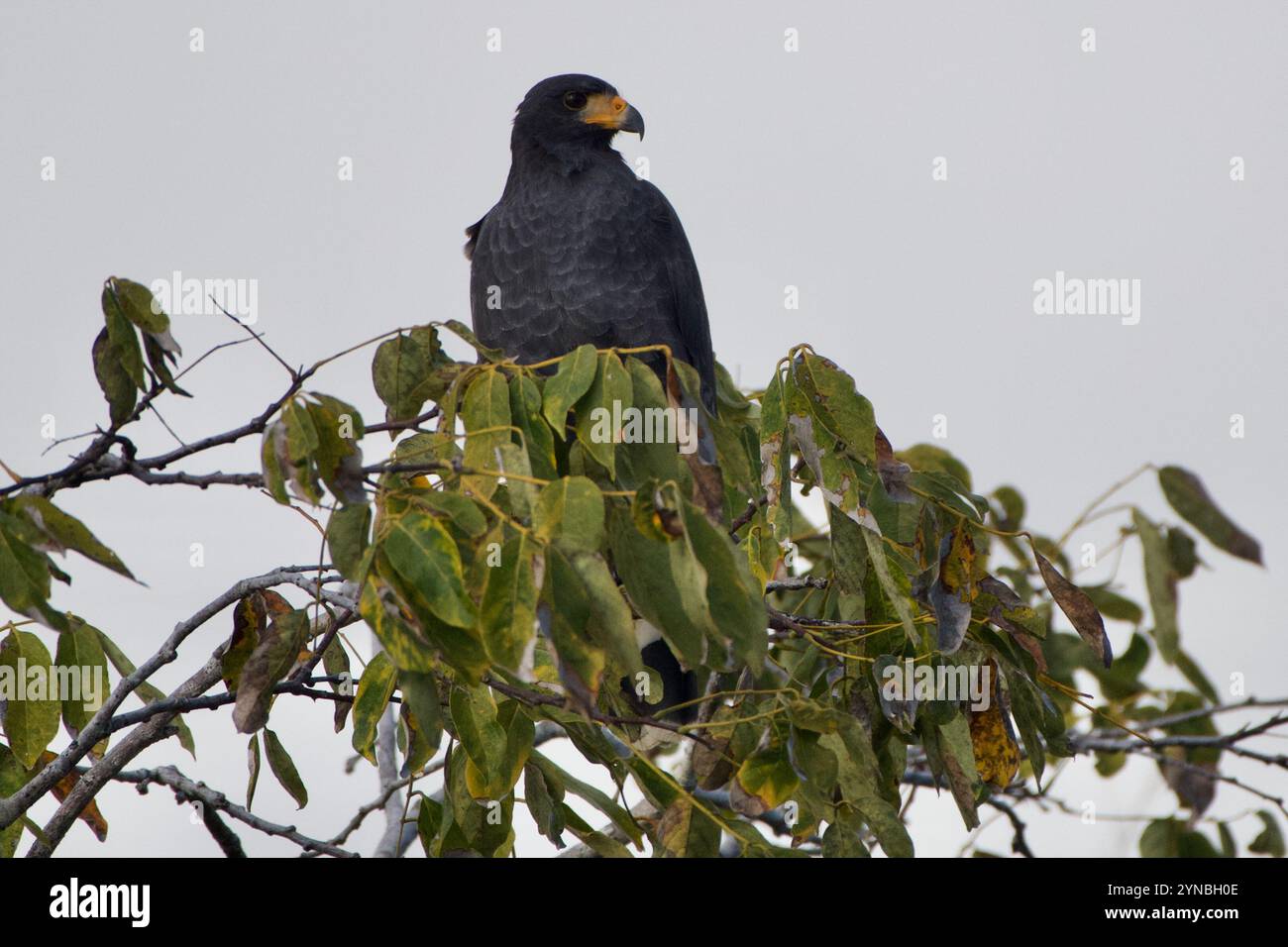 Common Black Hawk (Buteogallus anthracinus Stock Photo - Alamy