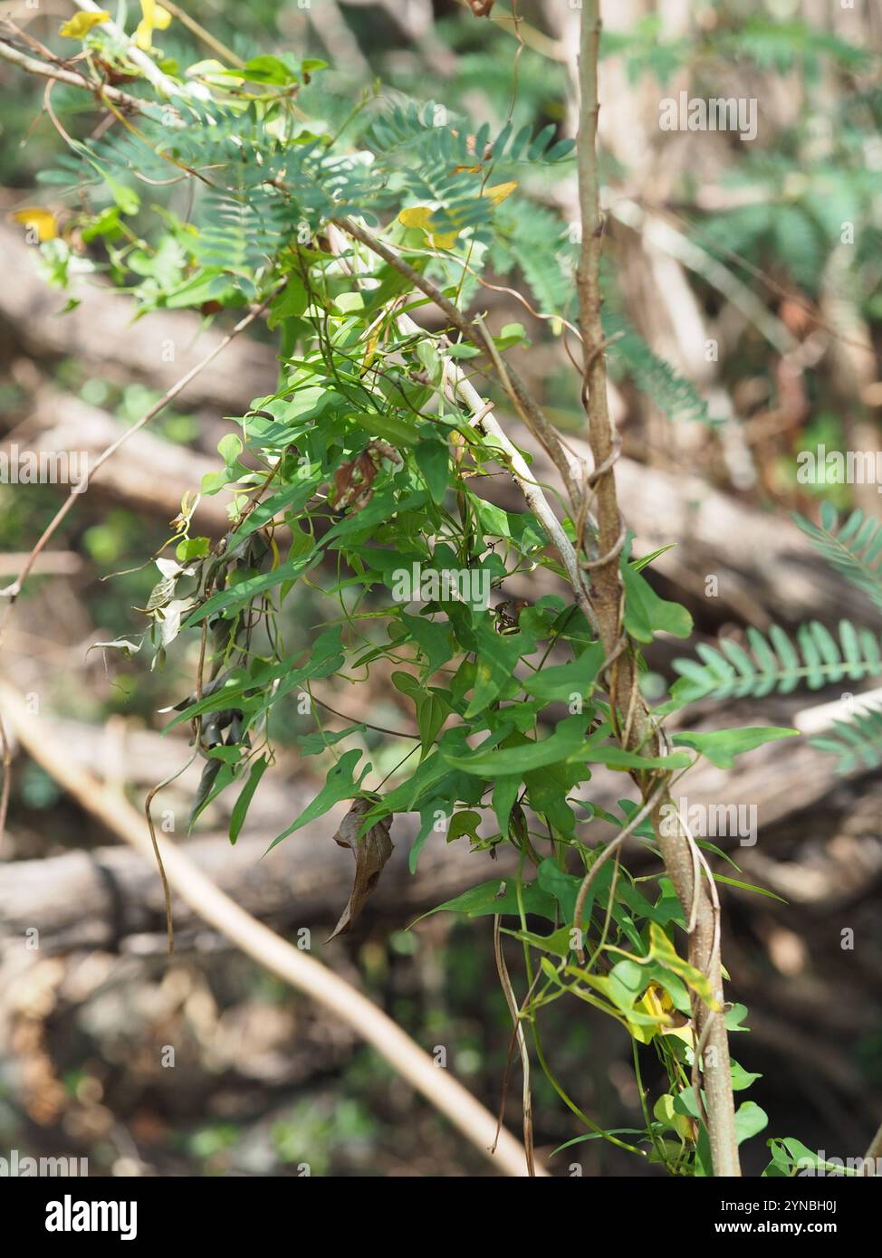 Chinese yam (Dioscorea polystachya Stock Photo - Alamy