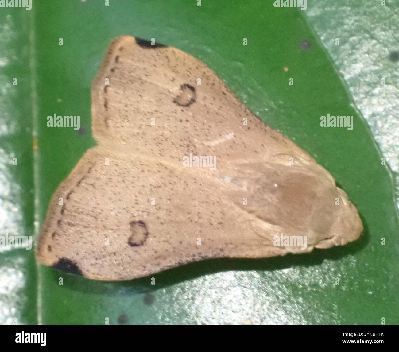 Owlet Moths and Allies (Noctuoidea Stock Photo - Alamy