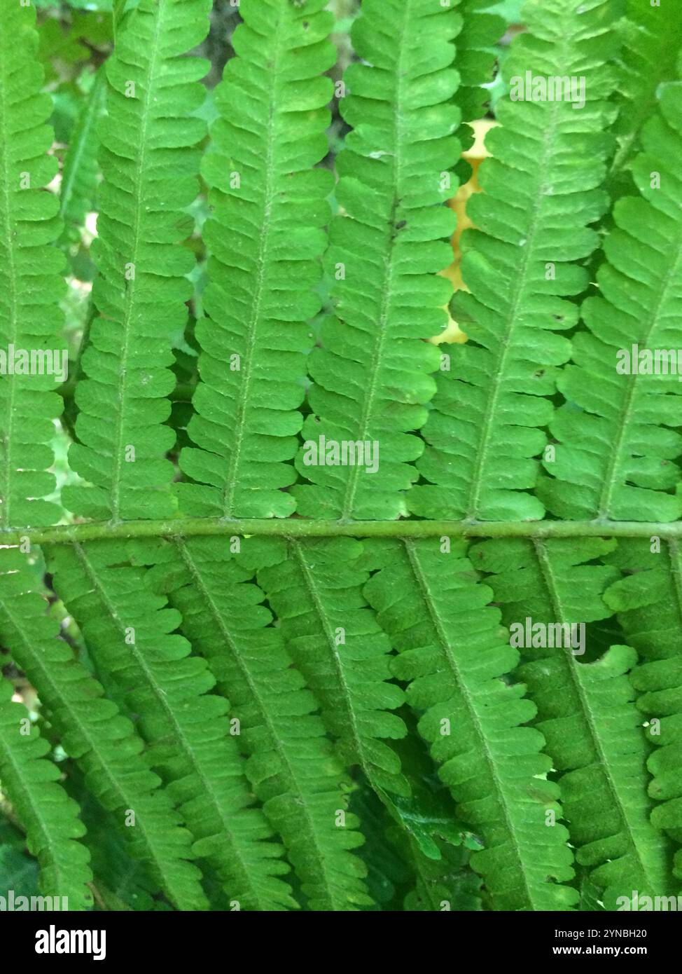 silvery glade fern (Deparia acrostichoides Stock Photo - Alamy