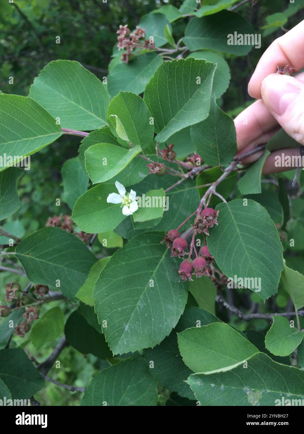 roundleaf shadbush (Amelanchier sanguinea Stock Photo - Alamy
