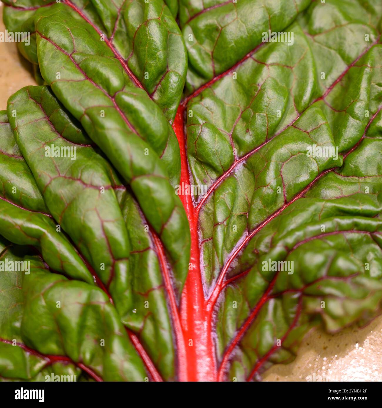Swiss Chard, silverbeet, perpetual spinach, spinach beet, crab beet ...