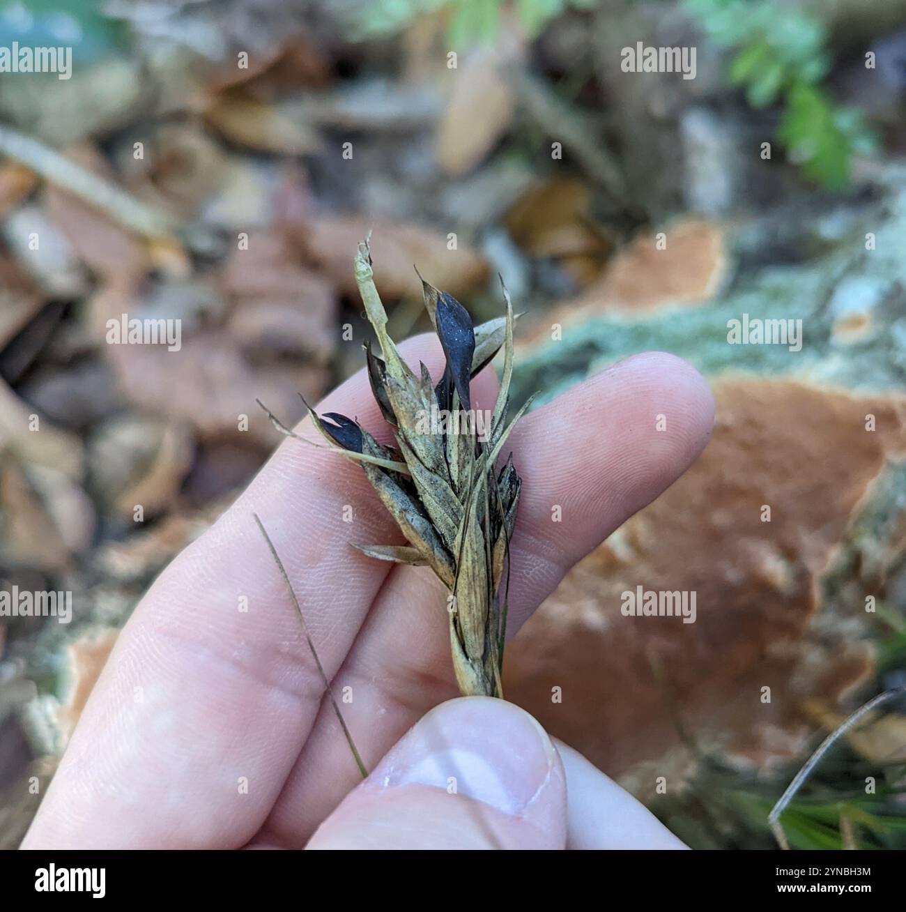 southern needleleaf airplant (Tillandsia setacea Stock Photo - Alamy