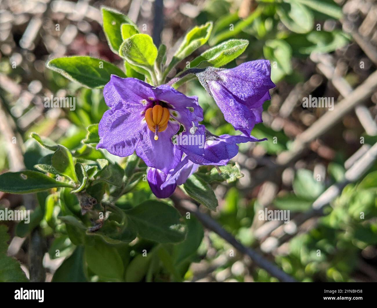 bluewitch nightshade (Solanum umbelliferum Stock Photo - Alamy