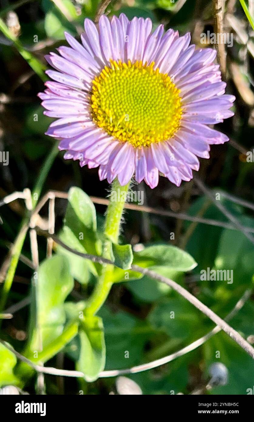 seaside daisy (Erigeron glaucus Stock Photo - Alamy