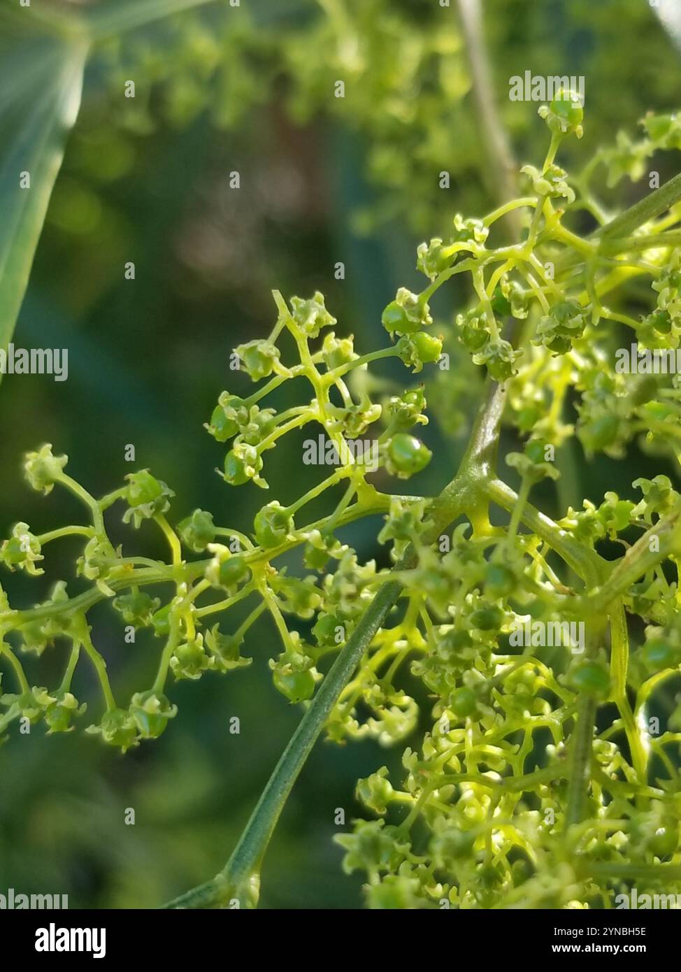 african sumac (Searsia lancea Stock Photo - Alamy