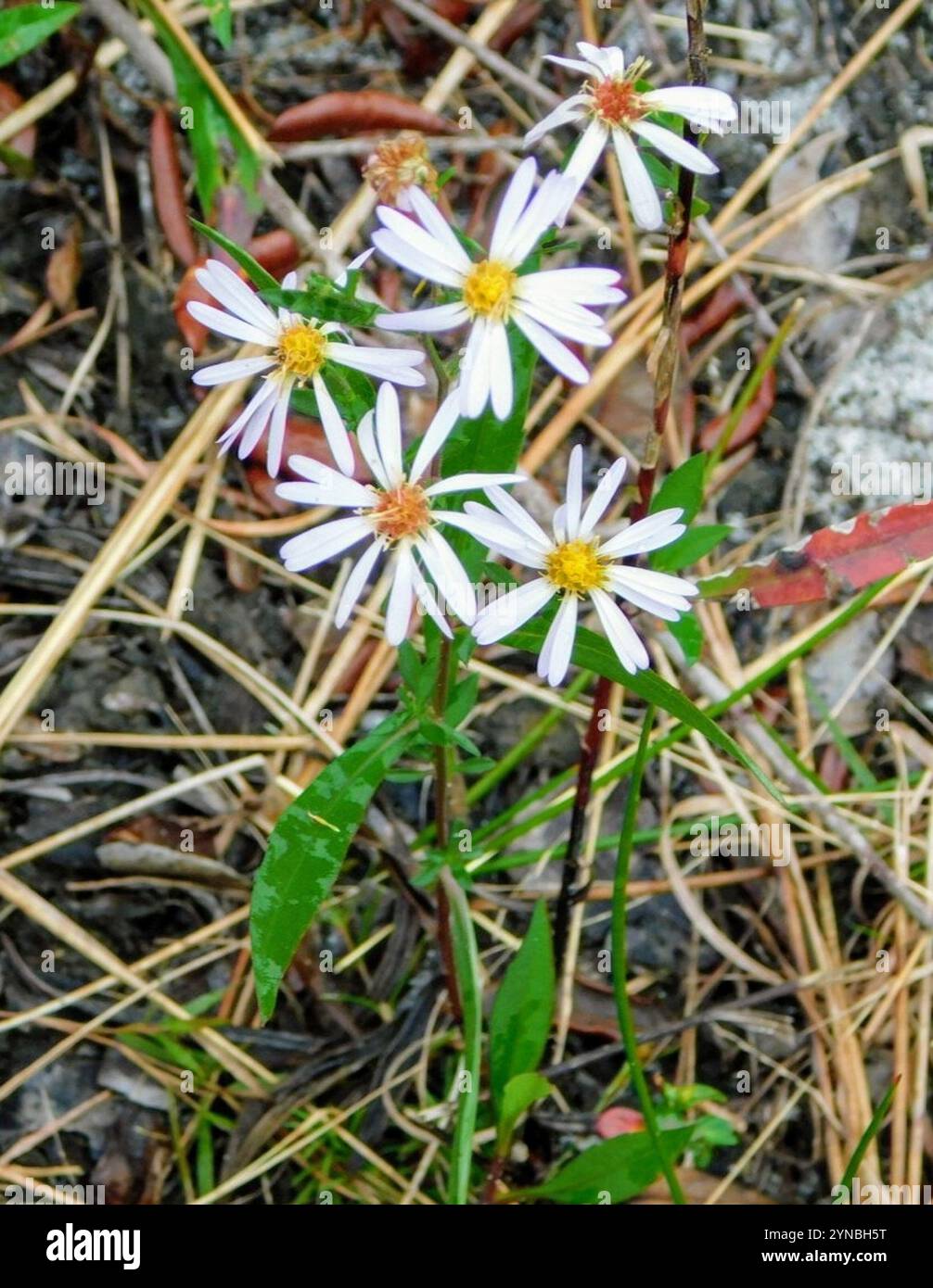 Elliott's aster (Symphyotrichum elliottii Stock Photo - Alamy