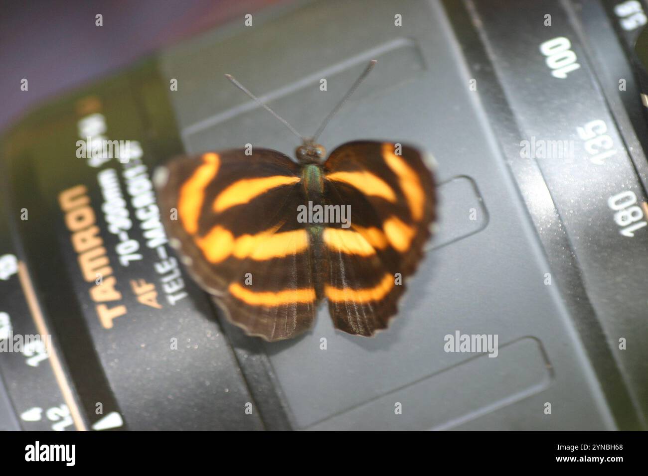 Small Yellow Sailer (Neptis miah Stock Photo - Alamy