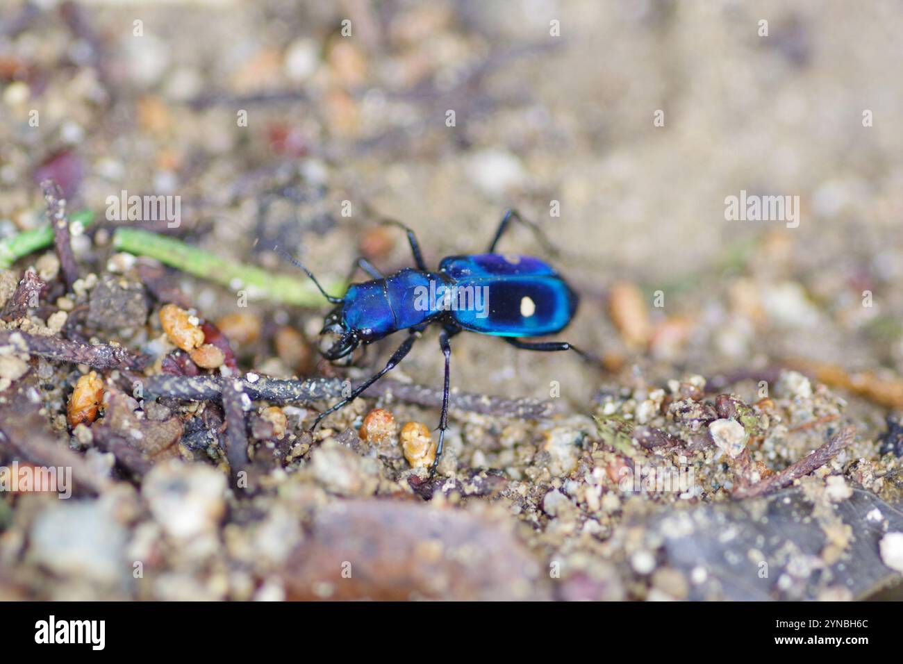 Central American Montane Tiger Beetle (Pseudoxycheila tarsalis Stock ...