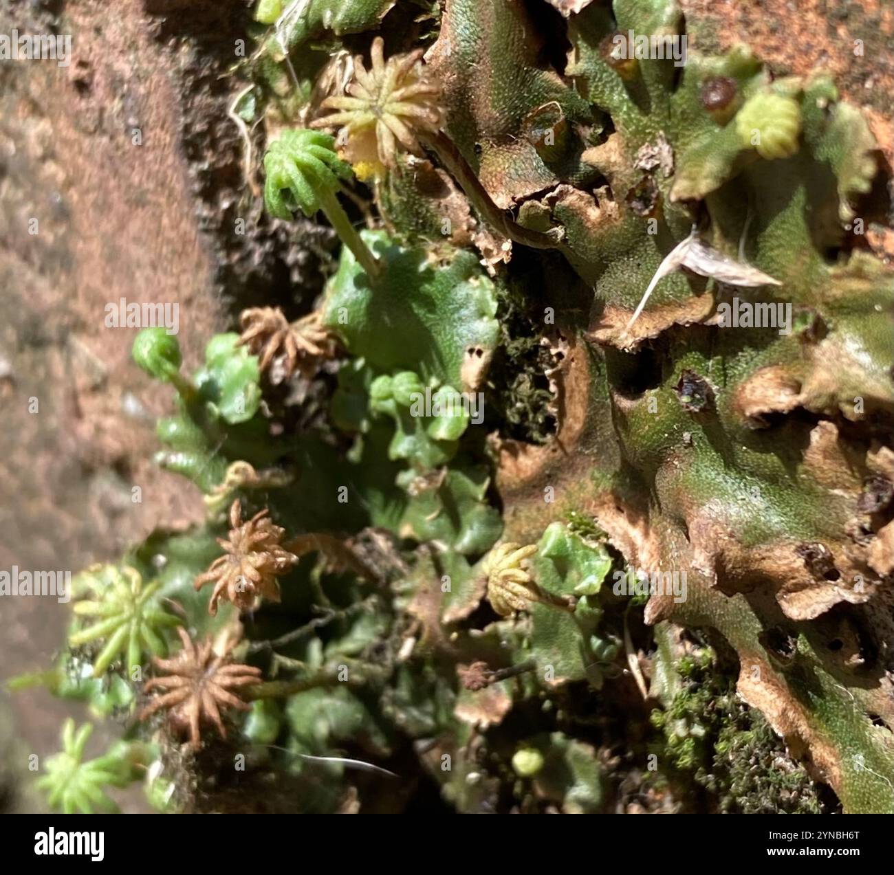 Common Liverwort (Marchantia polymorpha Stock Photo - Alamy