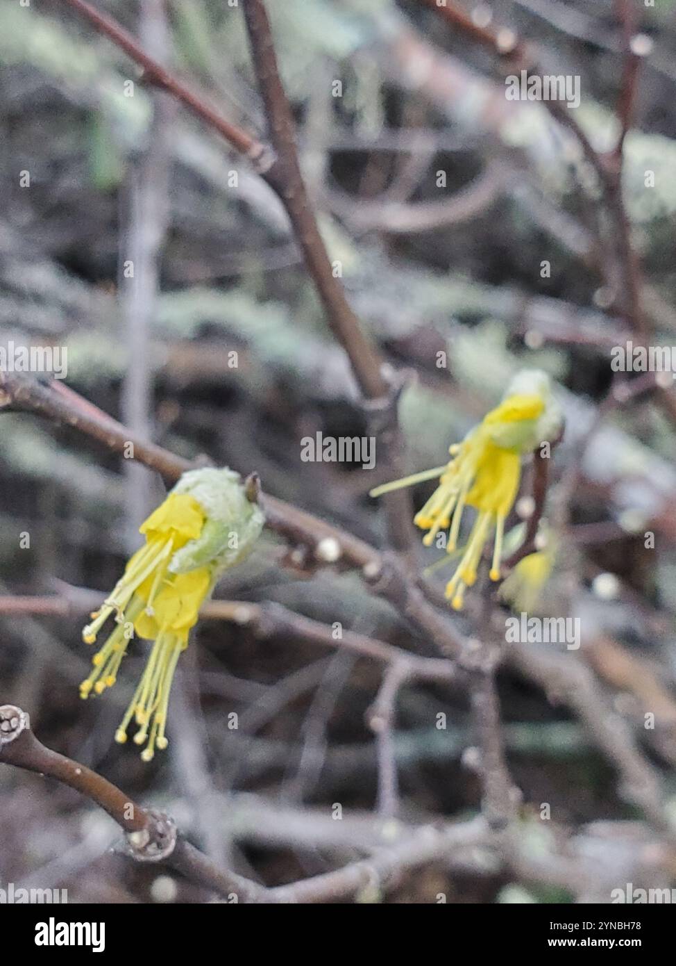Western Leatherwood (Dirca occidentalis Stock Photo - Alamy
