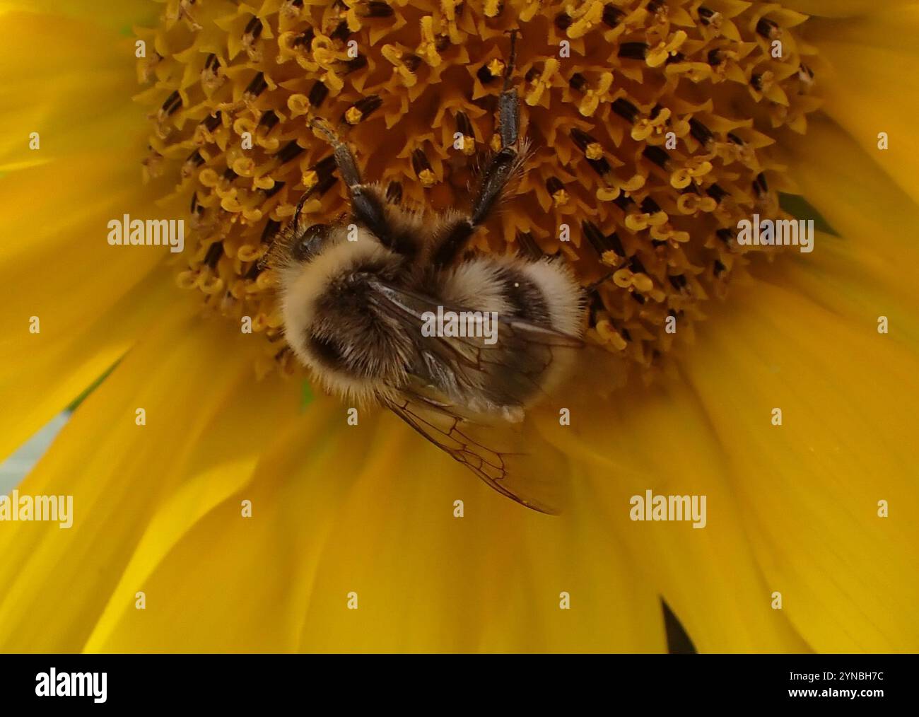 White-tailed Bumble Bee (Bombus lucorum Stock Photo - Alamy