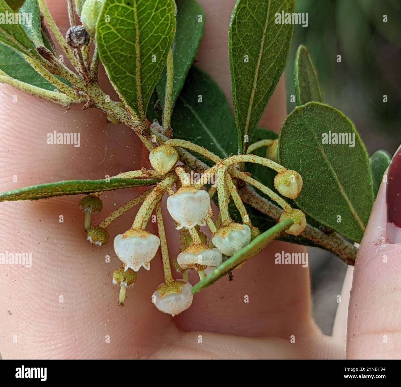 coastal plain staggerbush (Lyonia fruticosa Stock Photo - Alamy
