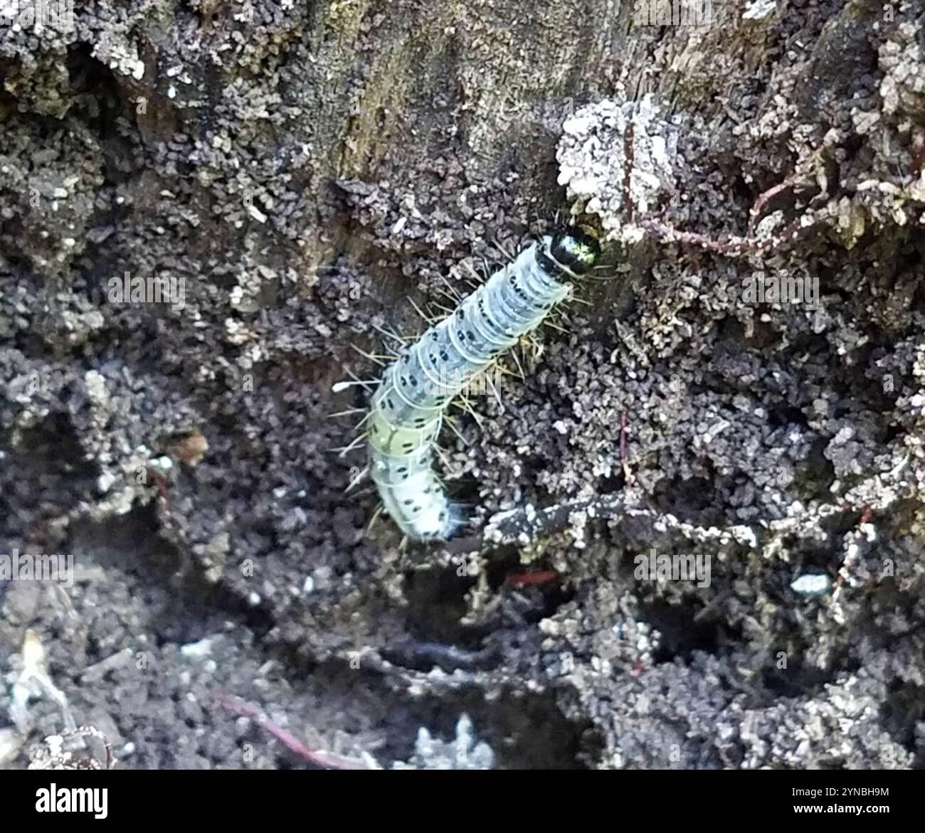 Deadwood Borer Moth (Scolecocampa liburna Stock Photo - Alamy