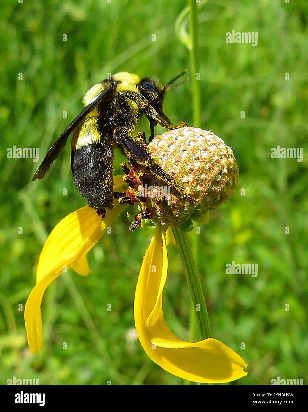 Southern Plains Bumble Bee (Bombus fraternus Stock Photo - Alamy