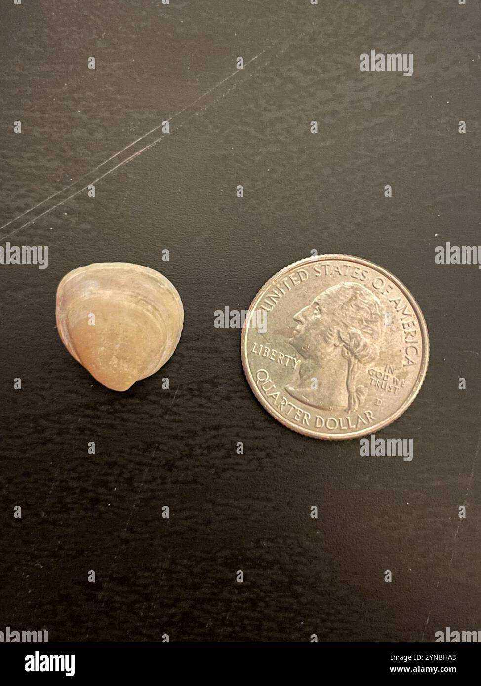 Morton's Cockle (Laevicardium mortoni Stock Photo - Alamy