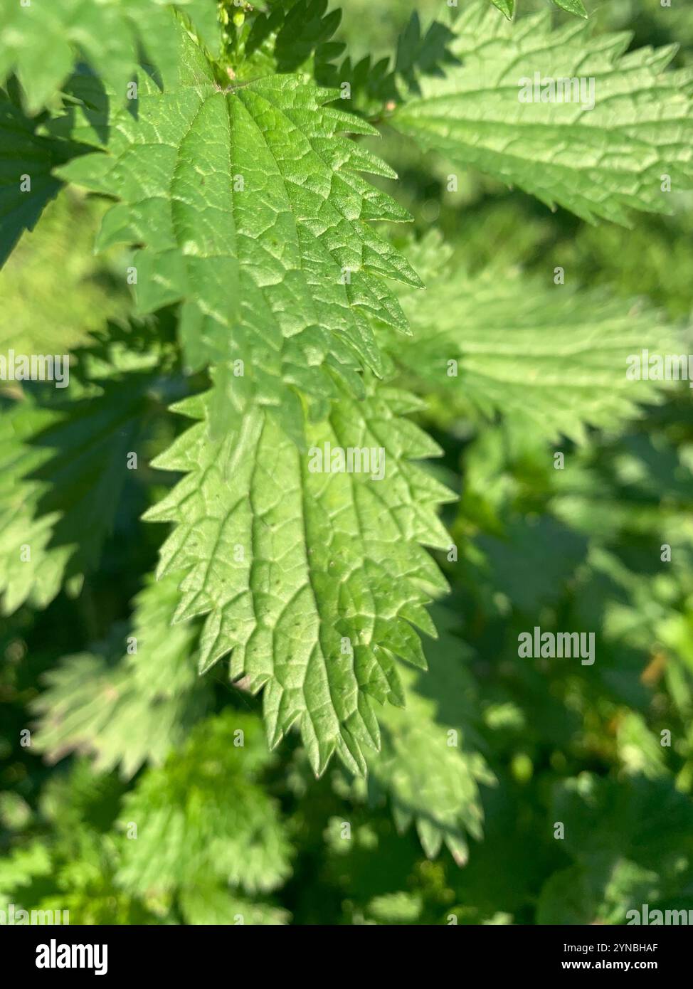 Dwarf Nettle (Urtica urens Stock Photo - Alamy