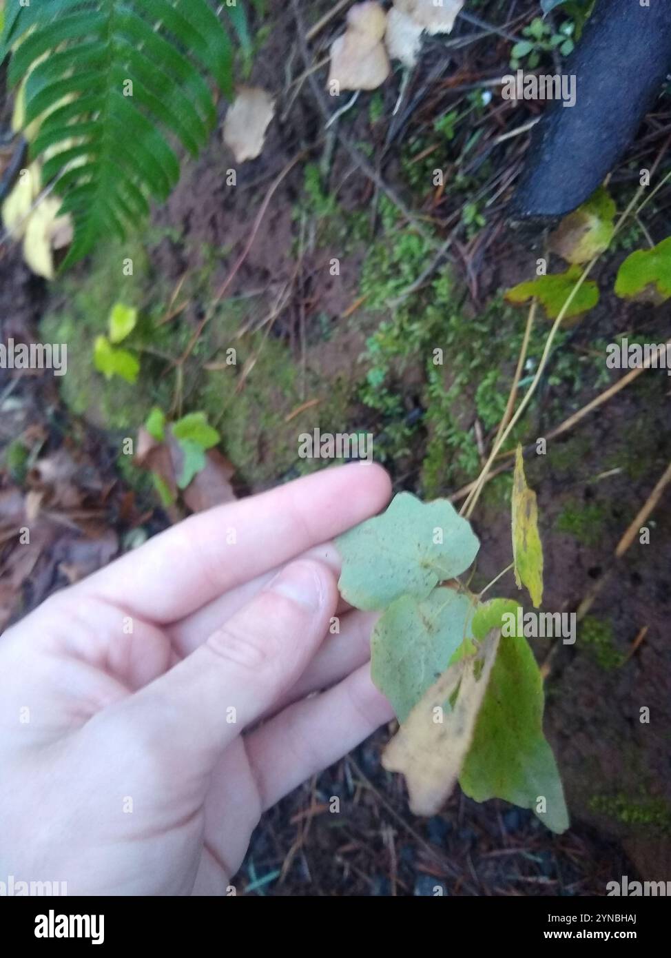 White Inside-out Flower (Vancouveria hexandra Stock Photo - Alamy