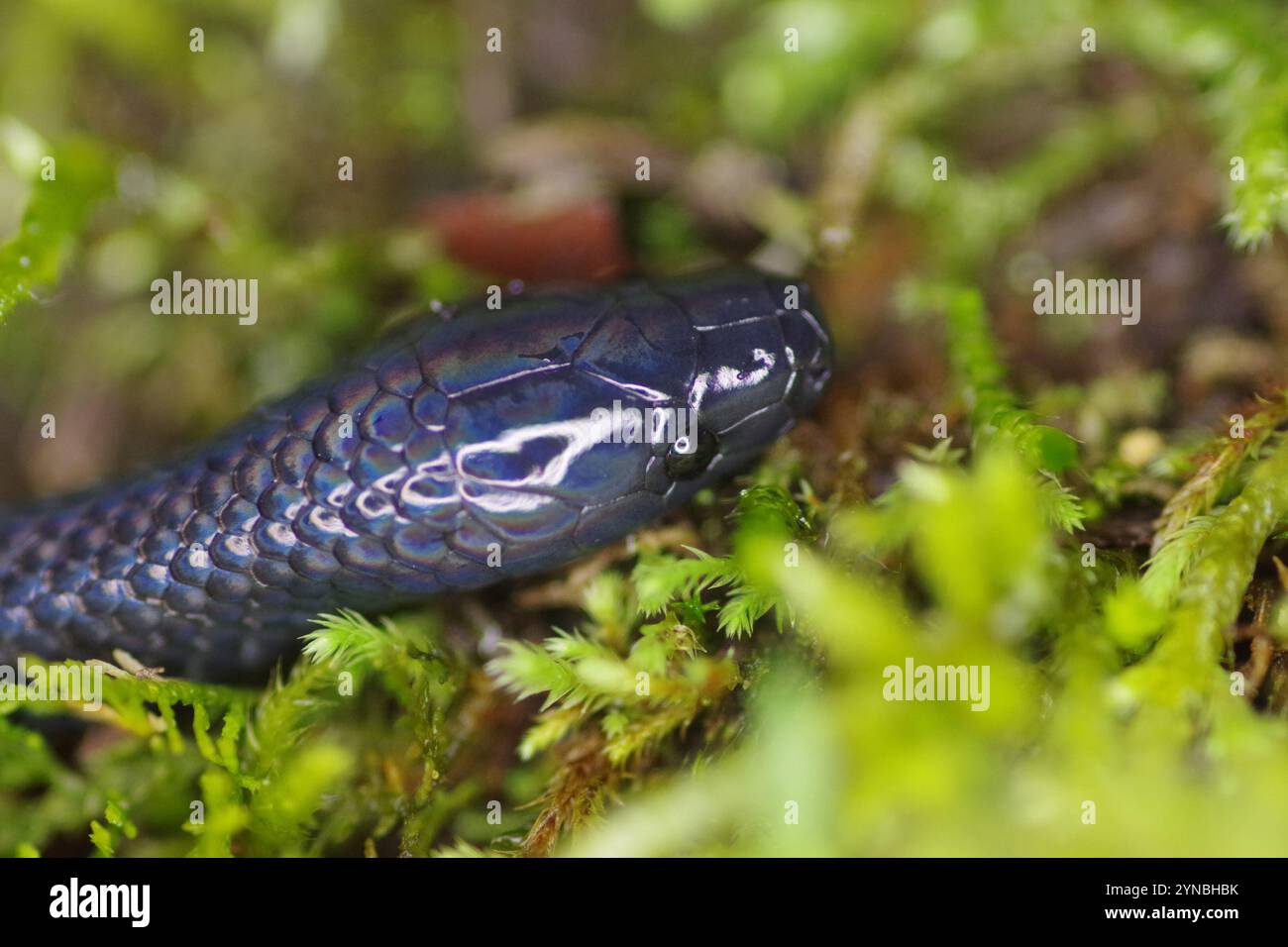 Hoffmann's Earth Snake (Geophis hoffmanni Stock Photo - Alamy