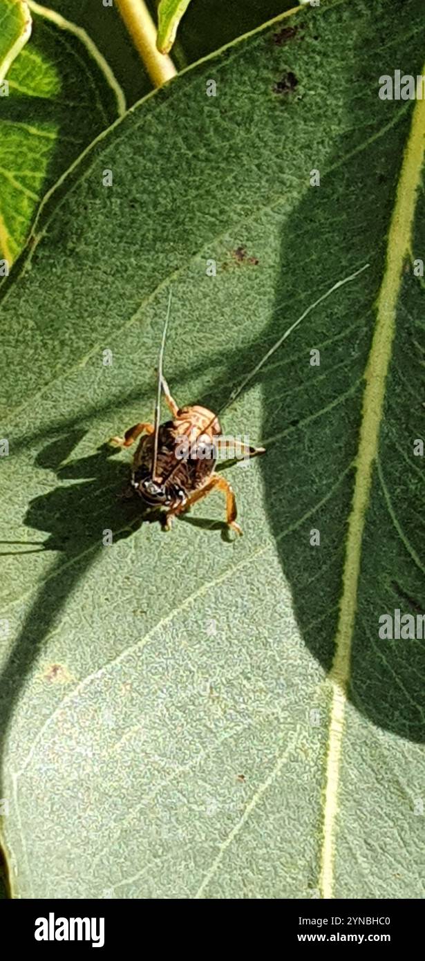True Hoppers (Auchenorrhyncha Stock Photo - Alamy