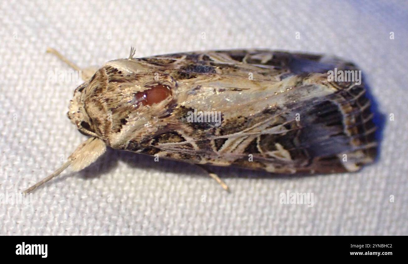 Mediterranean Brocade (Spodoptera littoralis Stock Photo - Alamy