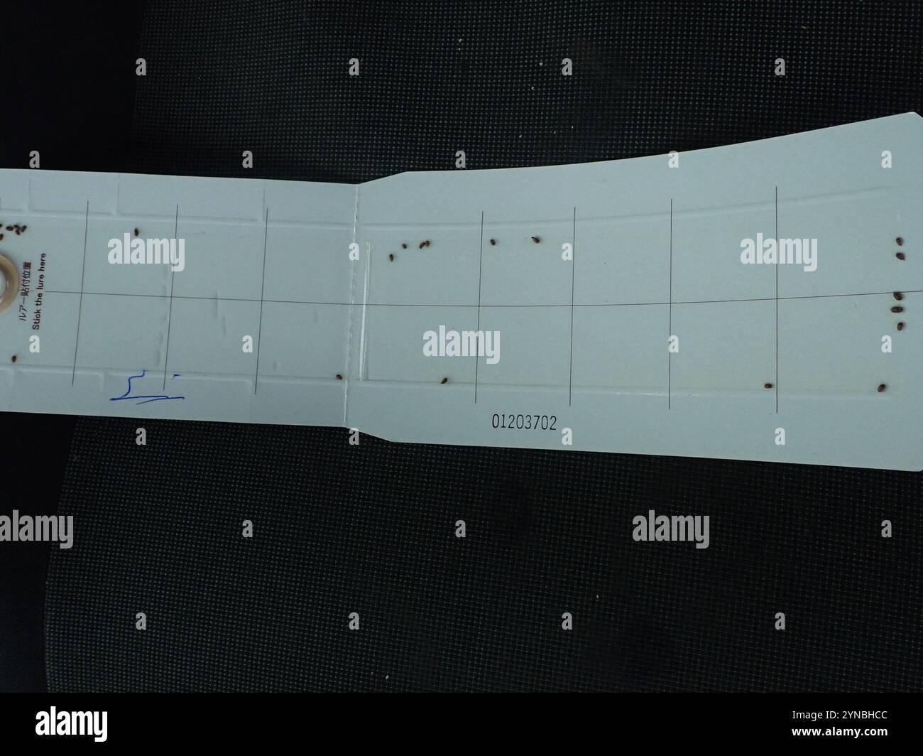 Tobacco Beetle (Lasioderma serricorne Stock Photo - Alamy