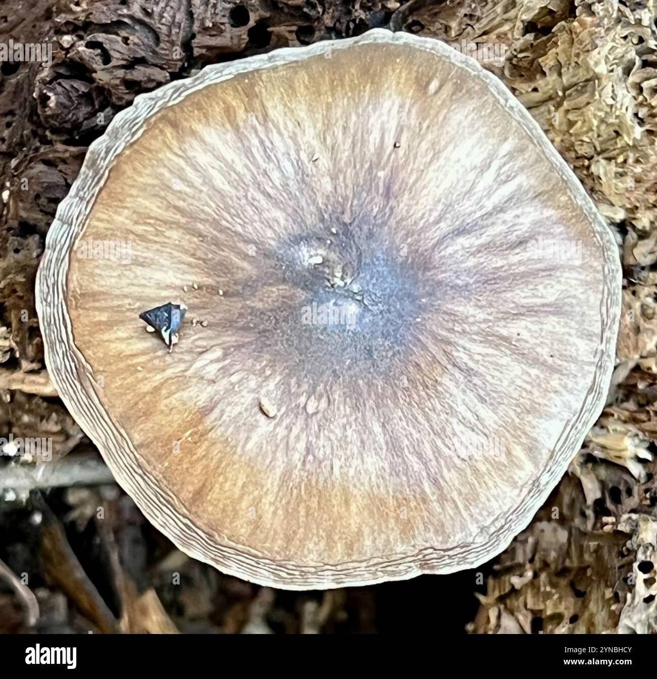 Deer Mushroom (Pluteus cervinus Stock Photo - Alamy