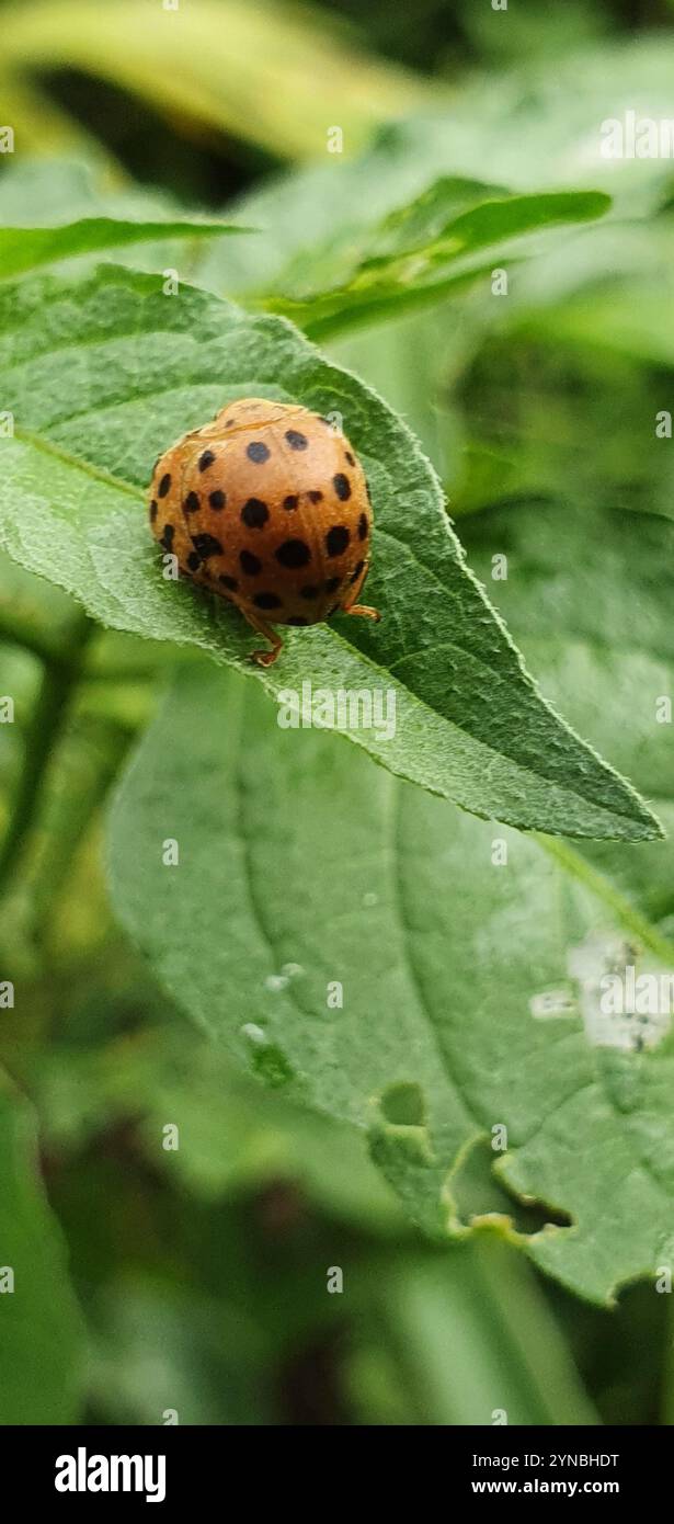 Henosepilachna vigintioctopunctata hi-res stock photography and images ...