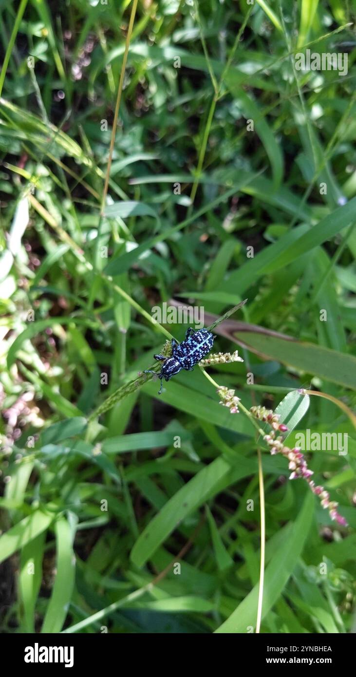 Botany Bay Diamond Weevil (Chrysolopus spectabilis Stock Photo - Alamy